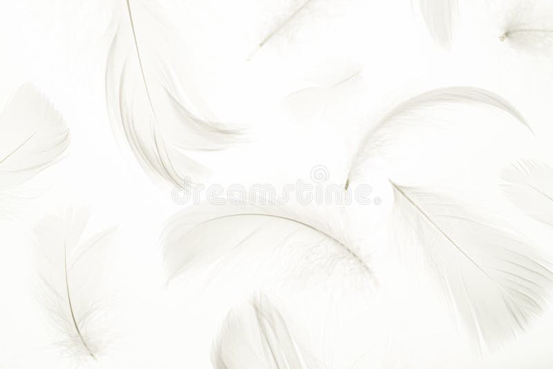 Feather Pattern Concept. Multicoloured Pastel Angel Feather Closeup ...