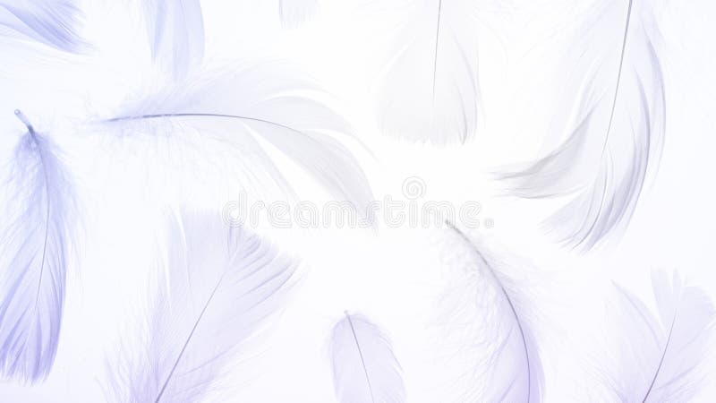 Feather Pattern Concept. Multicoloured Pastel Angel Feather Closeup ...