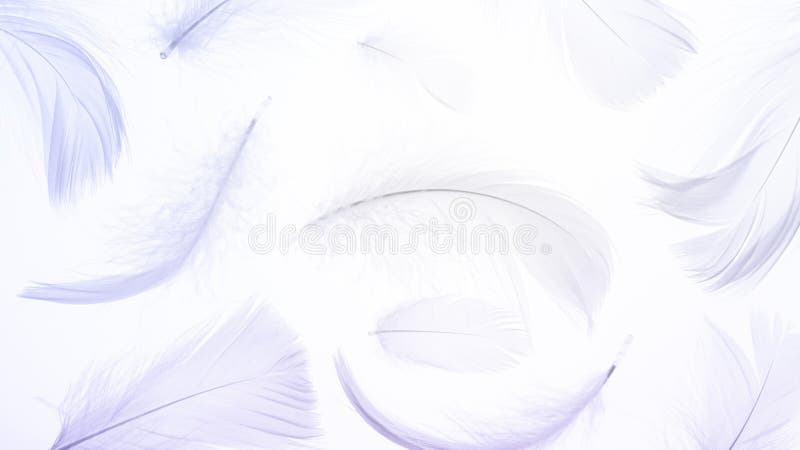 Feather Pattern Concept. Multicoloured Pastel Angel Feather Closeup ...