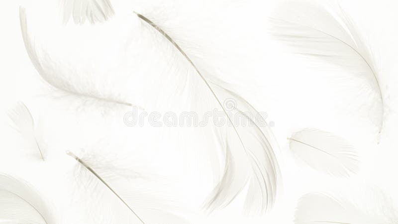 Feather Pattern Concept. Multicoloured Pastel Angel Feather Closeup ...