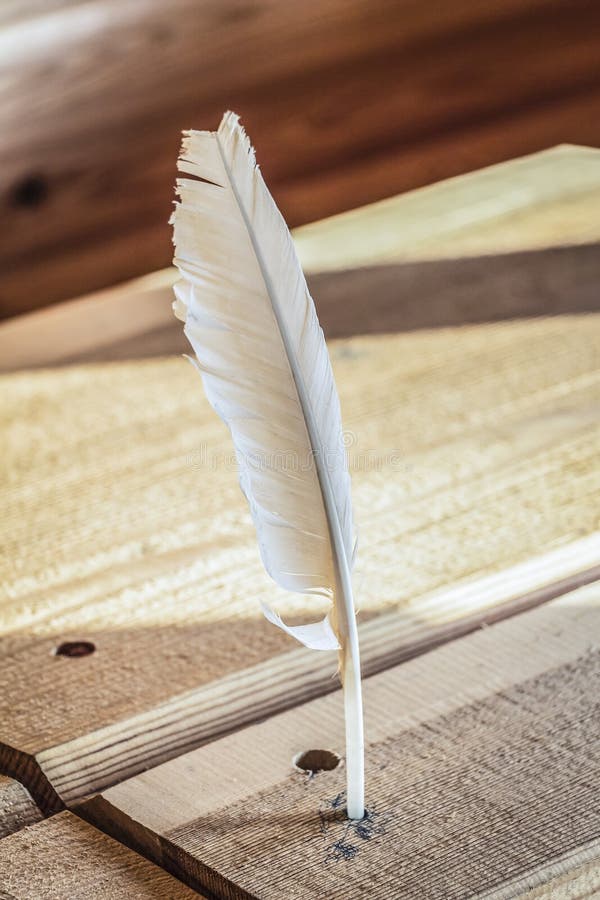 Feather pen for writing. stock photo. Image of people - 77065360