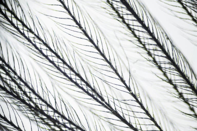 Feather from a Pillow Under a Microscope Stock Image - Image of natural ...