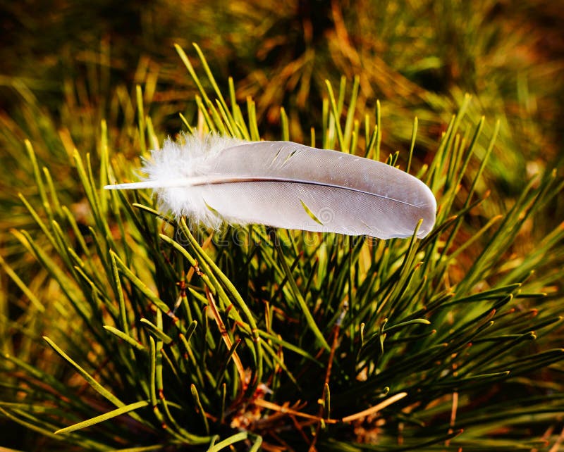 A feather stock photo. Image of pine, feather, tree, puff - 68828256