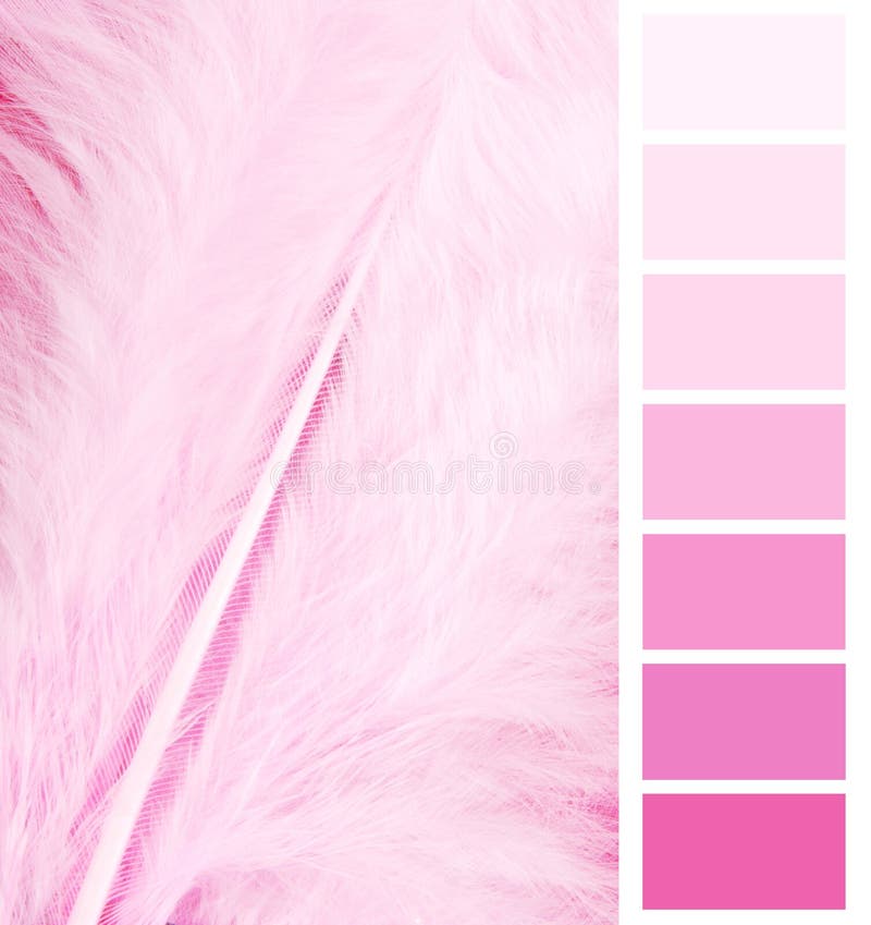 Feather plumage pink color stock photo. Image of colour - 43834972