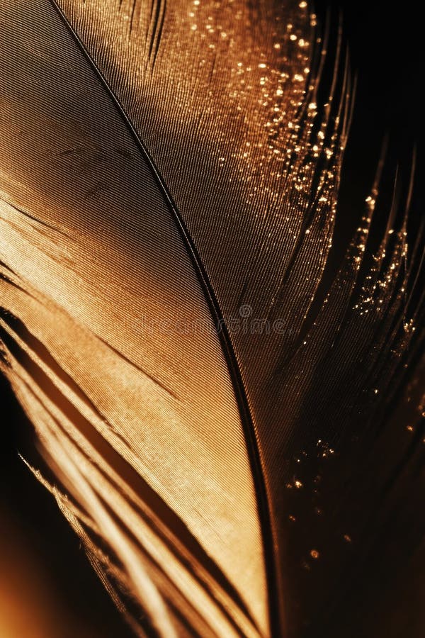 Feather Plume Close Up stock photo. Image of bird, generated - 379331934