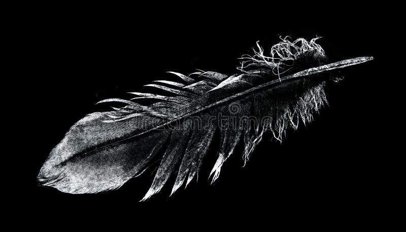 A feather printed on paper stock image. Image of print - 235678399