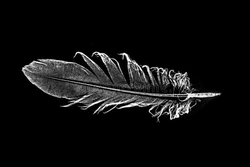 Feather Printed on Paper - Graphic Imprint Stock Image - Image of ...