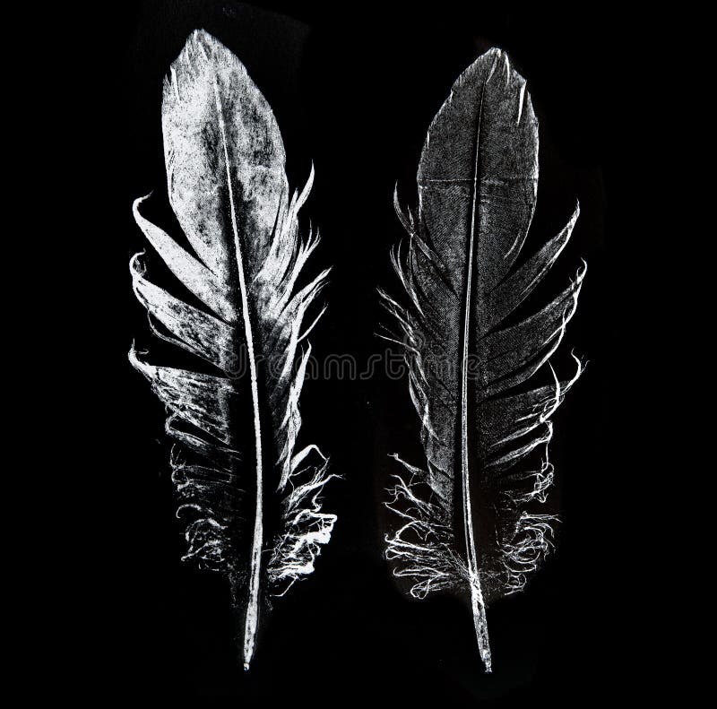 Feather Printed on Paper - Graphic Imprint Stock Image - Image of paper ...