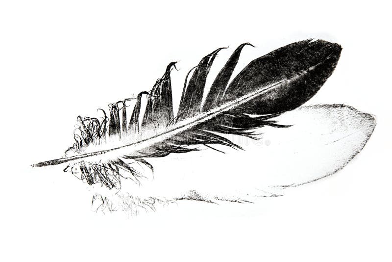 A feather printed on paper stock photo. Image of decoration - 235678340
