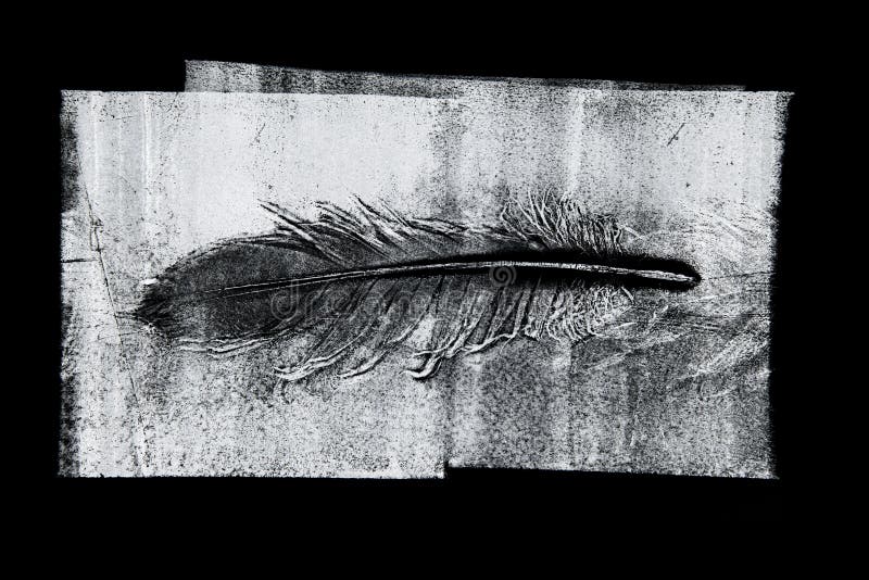 Feather Printed on Paper - Graphic Imprint Stock Image - Image of ...