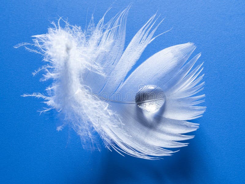 Feather with Rain Drop on a Blue Background Stock Image - Image of ...