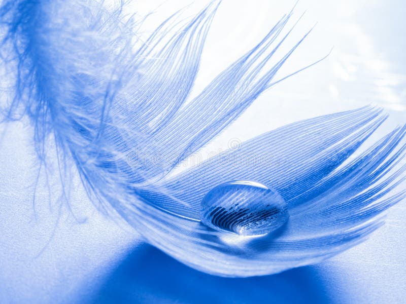 Feather with Rain Drop on a Blue Background Stock Photo - Image of ...