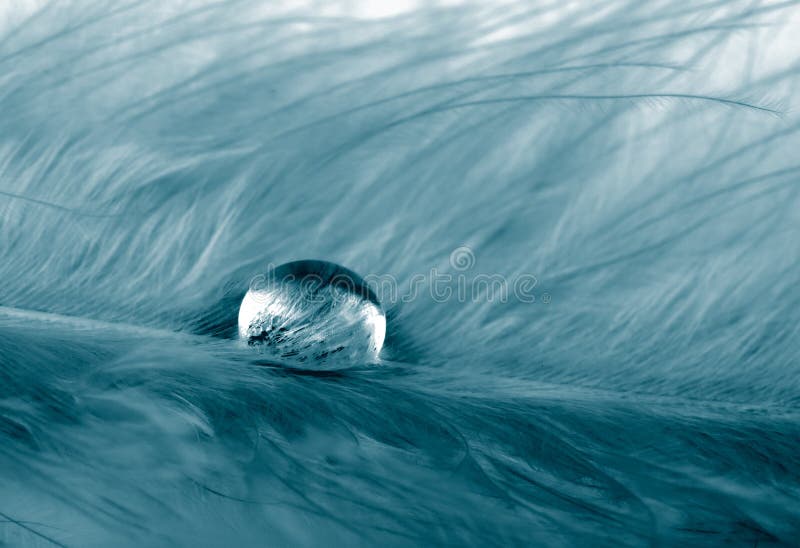 Feather with Rain Drop Macro Stock Image - Image of macro, geese: 16430635