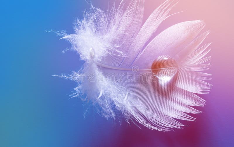 Feather with Rain Drop Macro Stock Image - Image of macro, geese: 16430635