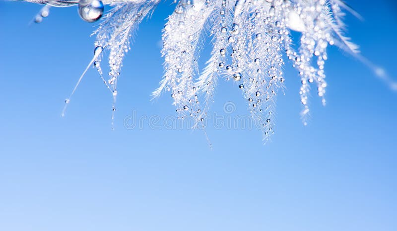 Feather with Rain Drops - Beautiful Macro Stock Image - Image of ...