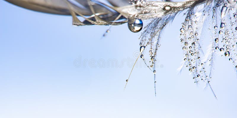White Feather with Rain Drops - Beautiful Macro Photograph Stock Image ...