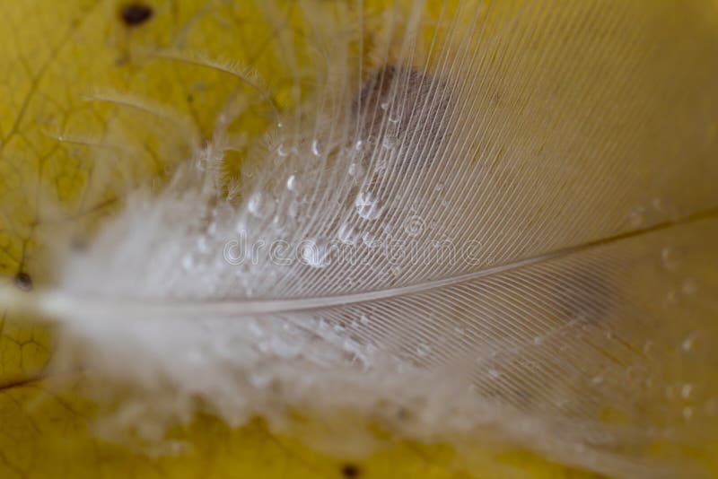 Feather with Rain Drop Macro Stock Image - Image of macro, geese: 16430635