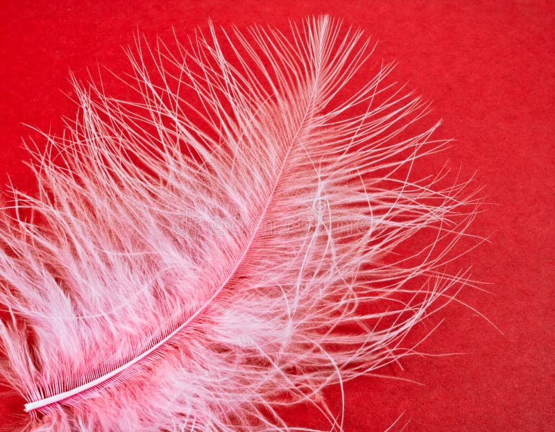 Feather stock photo. Image of color, flocks, animals, nature - 3993104