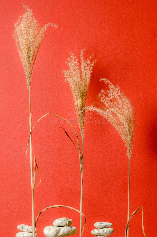 Feather reed on red stock photo. Image of nature, grass - 37881234