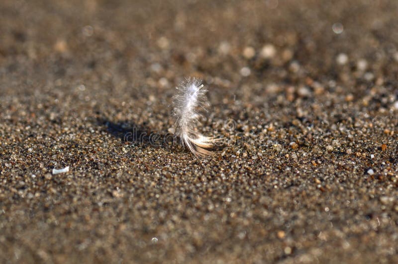 Feather in the sand stock photo. Image of ocean, dune - 108908170