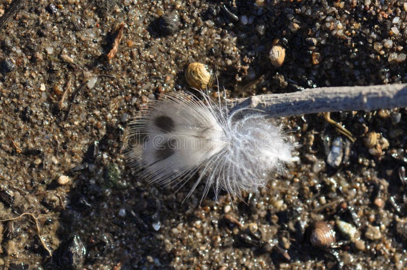 Feather in the sand stock photo. Image of animal, outdoor - 108908652