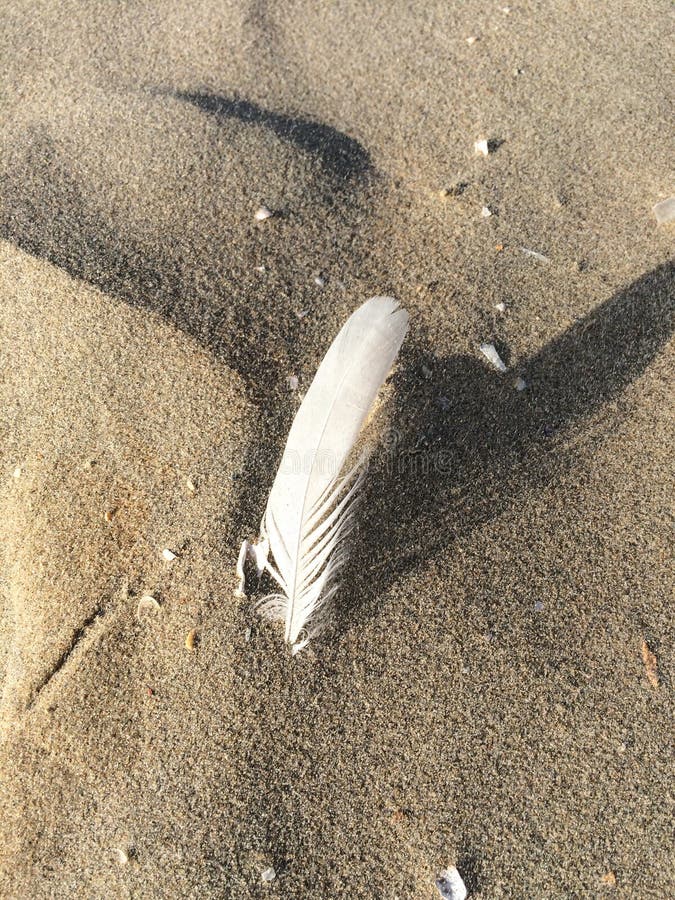 Feather in sand with sun stock image. Image of caught - 48640257