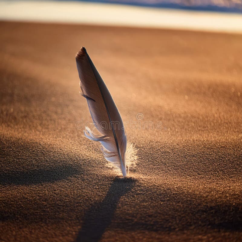 Feather Shadow Stretching on Sandy Surface Stock Illustration ...