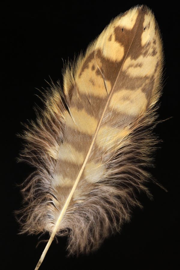 Feather of Short-eared Owl stock photo. Image of bird - 53295160