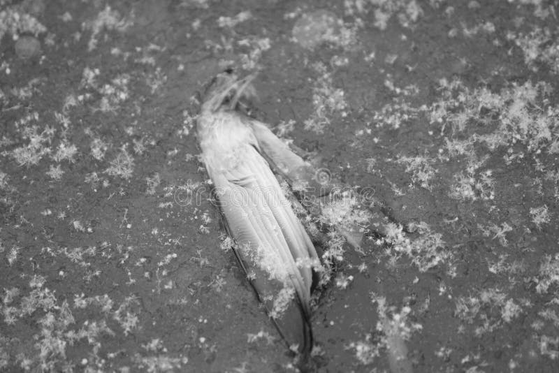 Feather in snow stock image. Image of breed, lake, country - 139470885