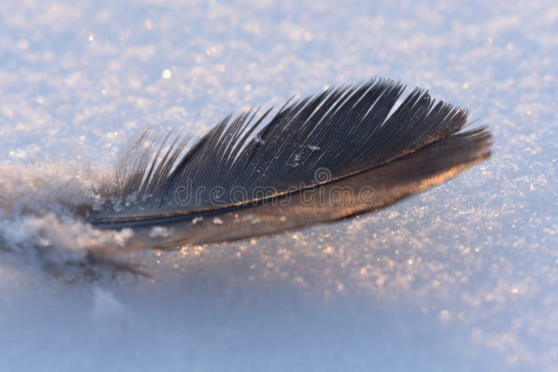 Feather in the snow stock image. Image of feather, flying - 139661385