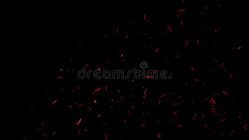 Color Feather Soaring Particle Motion Graphics Stock Video - Video of ...