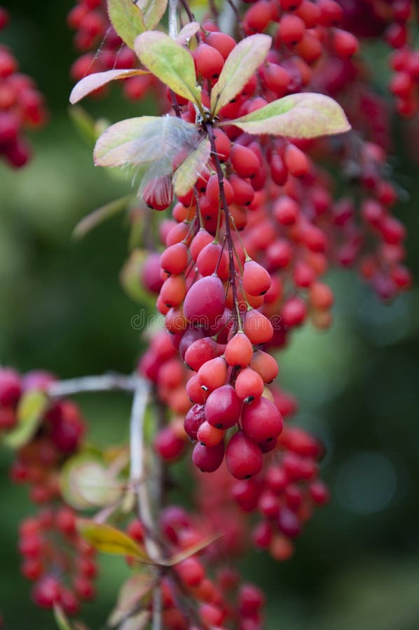 Autumn Berries stock photo. Image of colourful, medley - 1244684