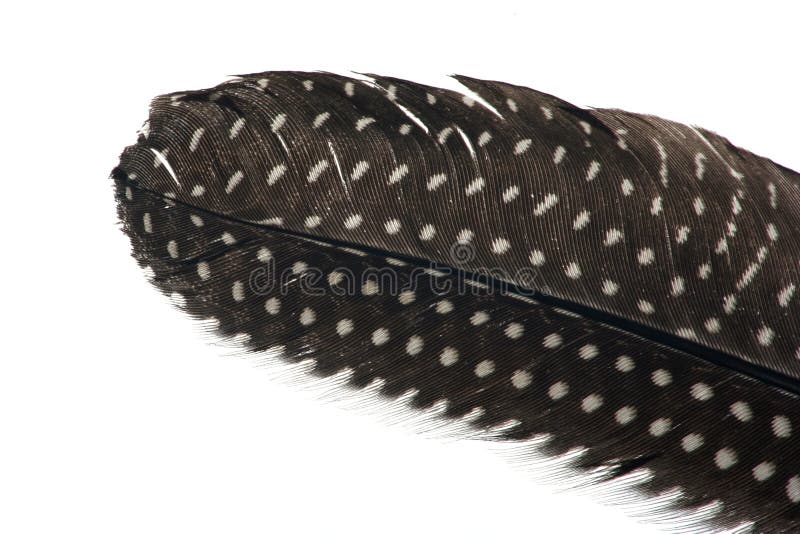 Spotted feather stock photo. Image of black, dots, white - 7274096