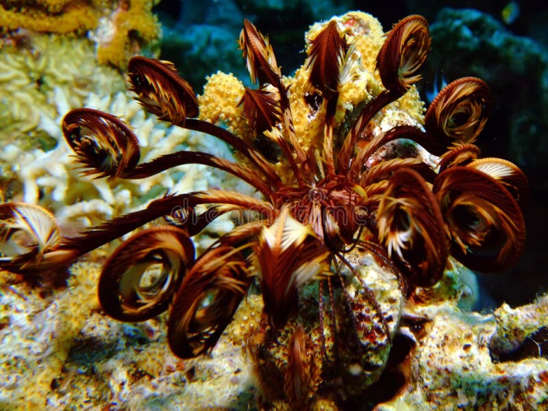 Feather star stock image. Image of lily, pink, marine - 4756165