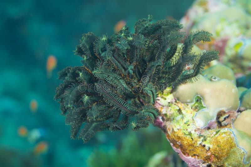Feather Star stock image. Image of brain, soft, life - 14578103