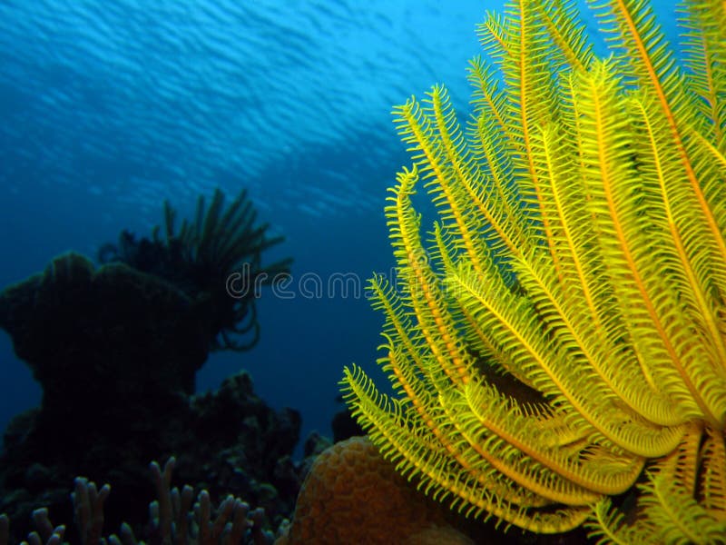 Feather Star stock photo. Image of biology, oceans, feather - 22600374