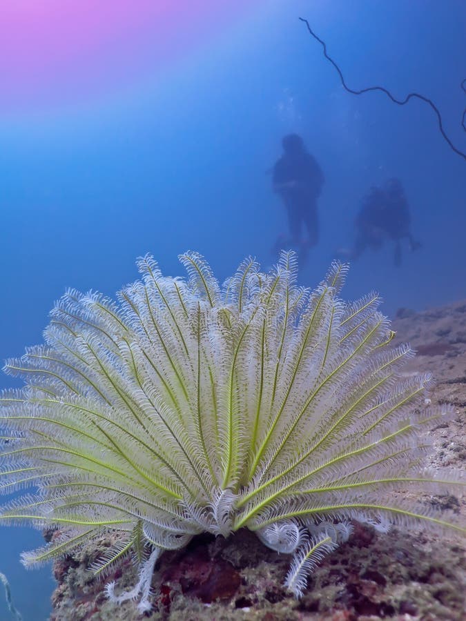 Feather star stock photo. Image of asai, feather, ocean - 32054166