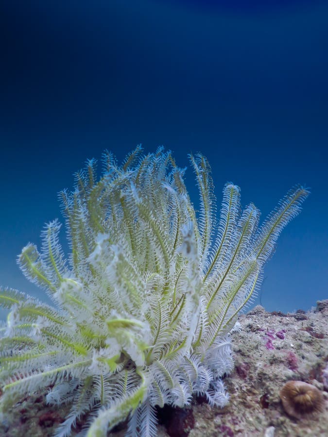 Feather star stock photo. Image of asai, feather, ocean - 32054166