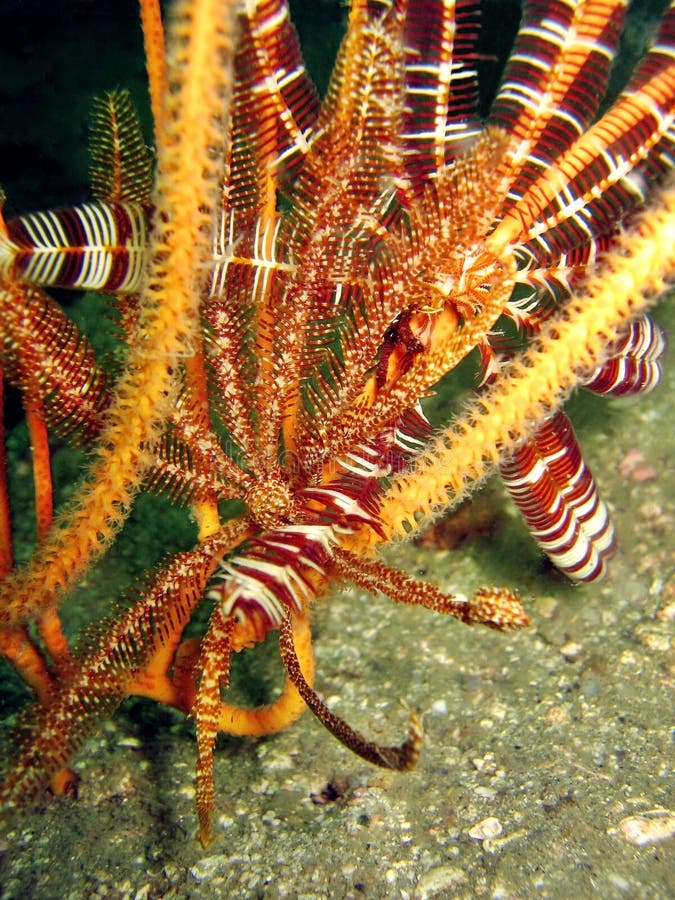 Feather Star Collection stock photo. Image of whip, marine - 422088