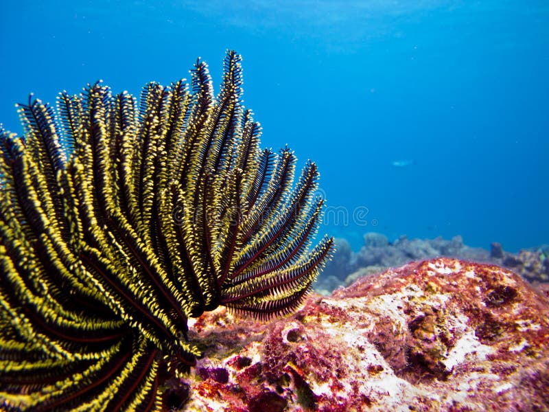 Feather star stock photo. Image of asai, feather, ocean - 32054166