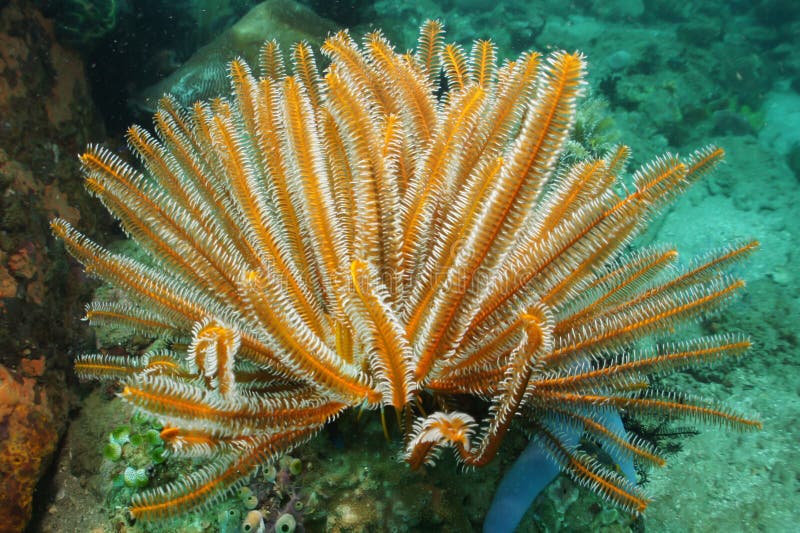 259 Crinoid Feather Stock Photos - Free & Royalty-Free Stock Photos ...