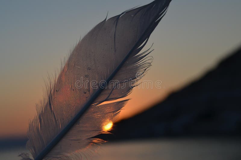 A Feather in the Summer Sunset Stock Photo - Image of closeup, feathers ...