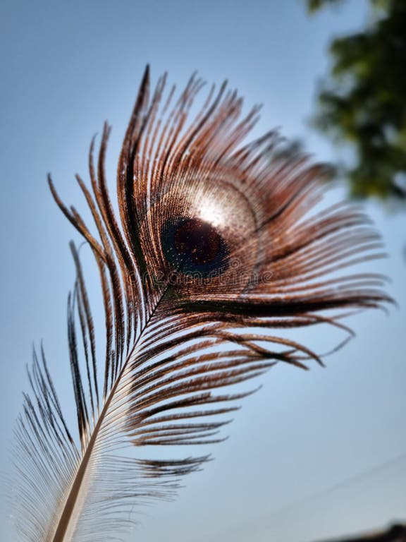 Feather on sun stock photo. Image of feather, memorial - 260350938
