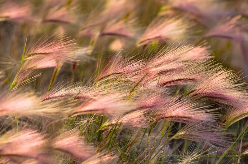 Feather in the sunshine stock image. Image of close, long - 24110959