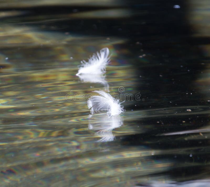 Feather on the Surface of the Water Stock Photo - Image of surface ...