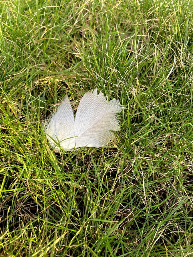 Feather from a Swan in the Gress Stock Image - Image of autumn, prairie ...