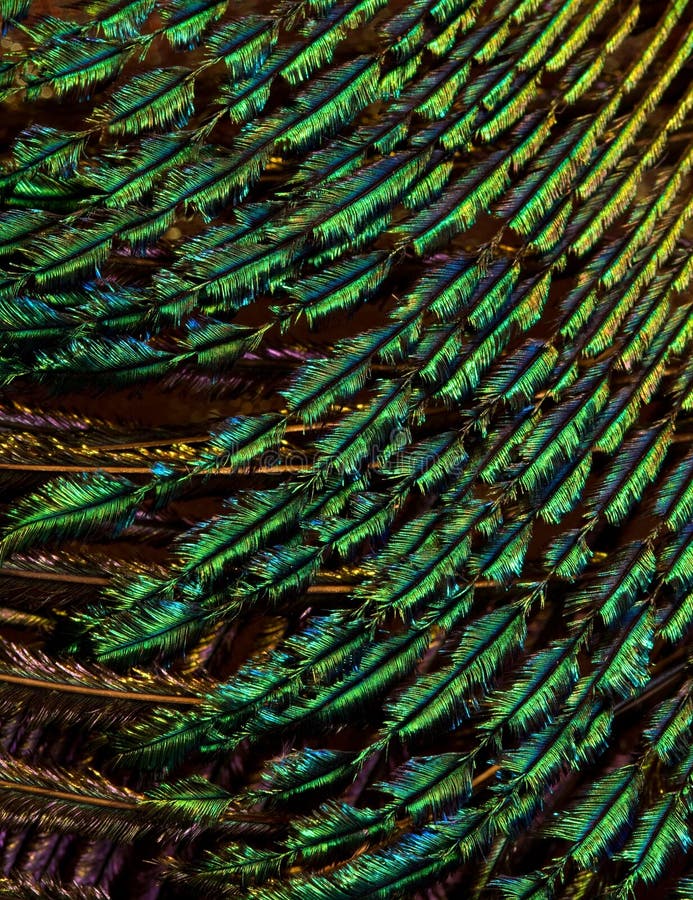 Feather texture stock image. Image of natural, saturated - 8242111