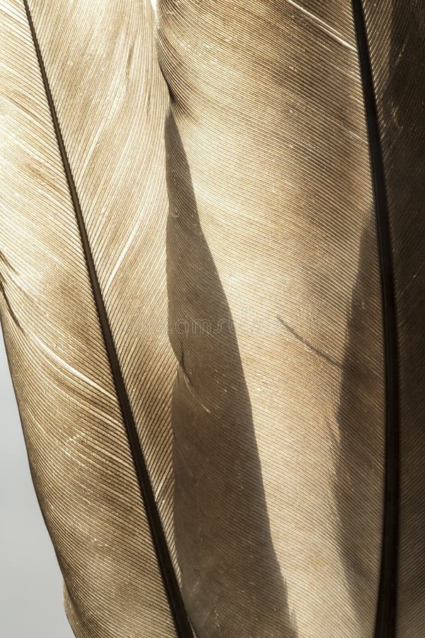 443 Raven Feather Texture Stock Photos - Free & Royalty-Free Stock ...