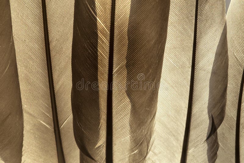 443 Raven Feather Texture Stock Photos - Free & Royalty-Free Stock ...