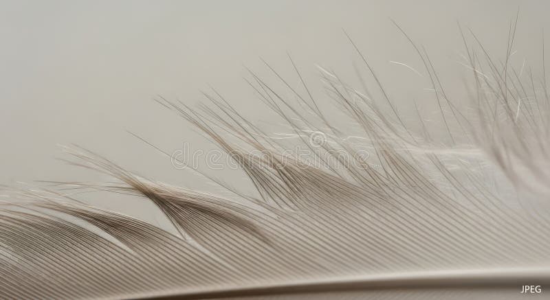 Feather Detail: Delicate Barbs and Barbules Stock Illustration ...